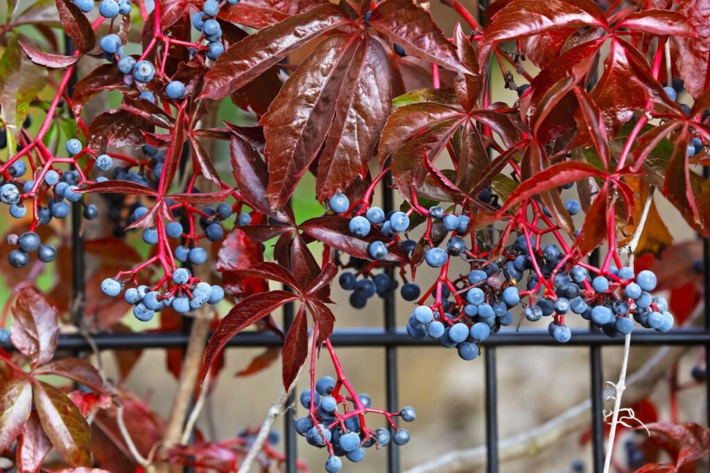 How to Use Vining Plants - Fairfield County Realtor | Come Right Over